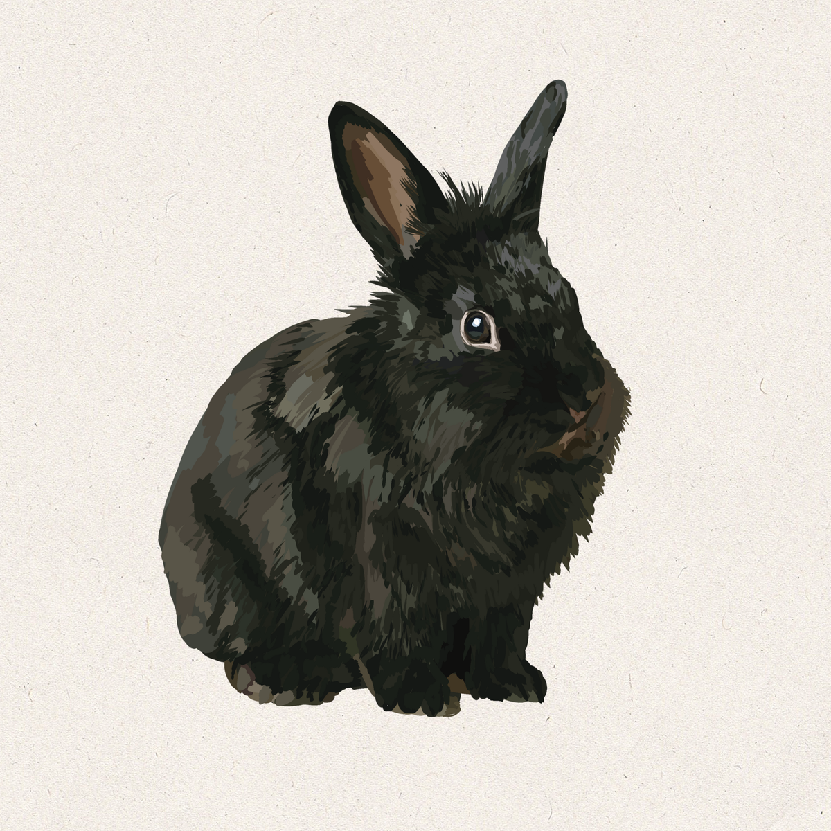 Eclipse - Black Lionhead – Little Beast Treats